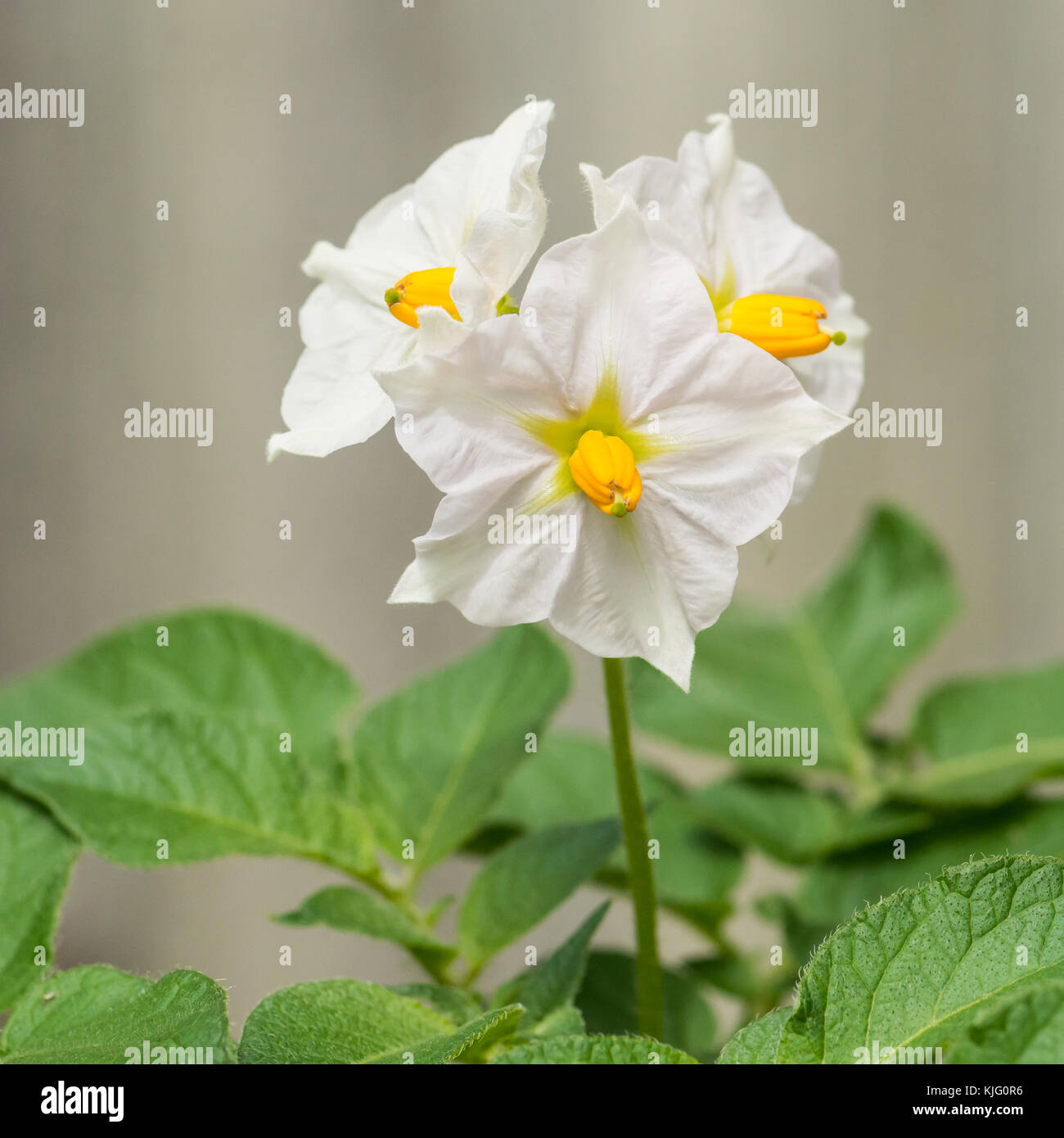 White potato plant flower hi-res stock photography and images - Alamy
