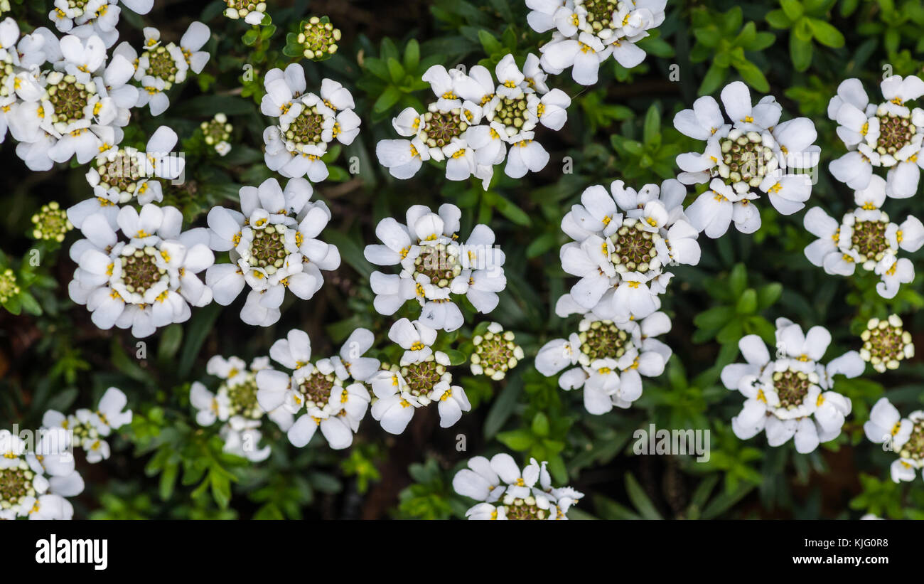 Candytuft plant hi-res stock photography and images - Alamy