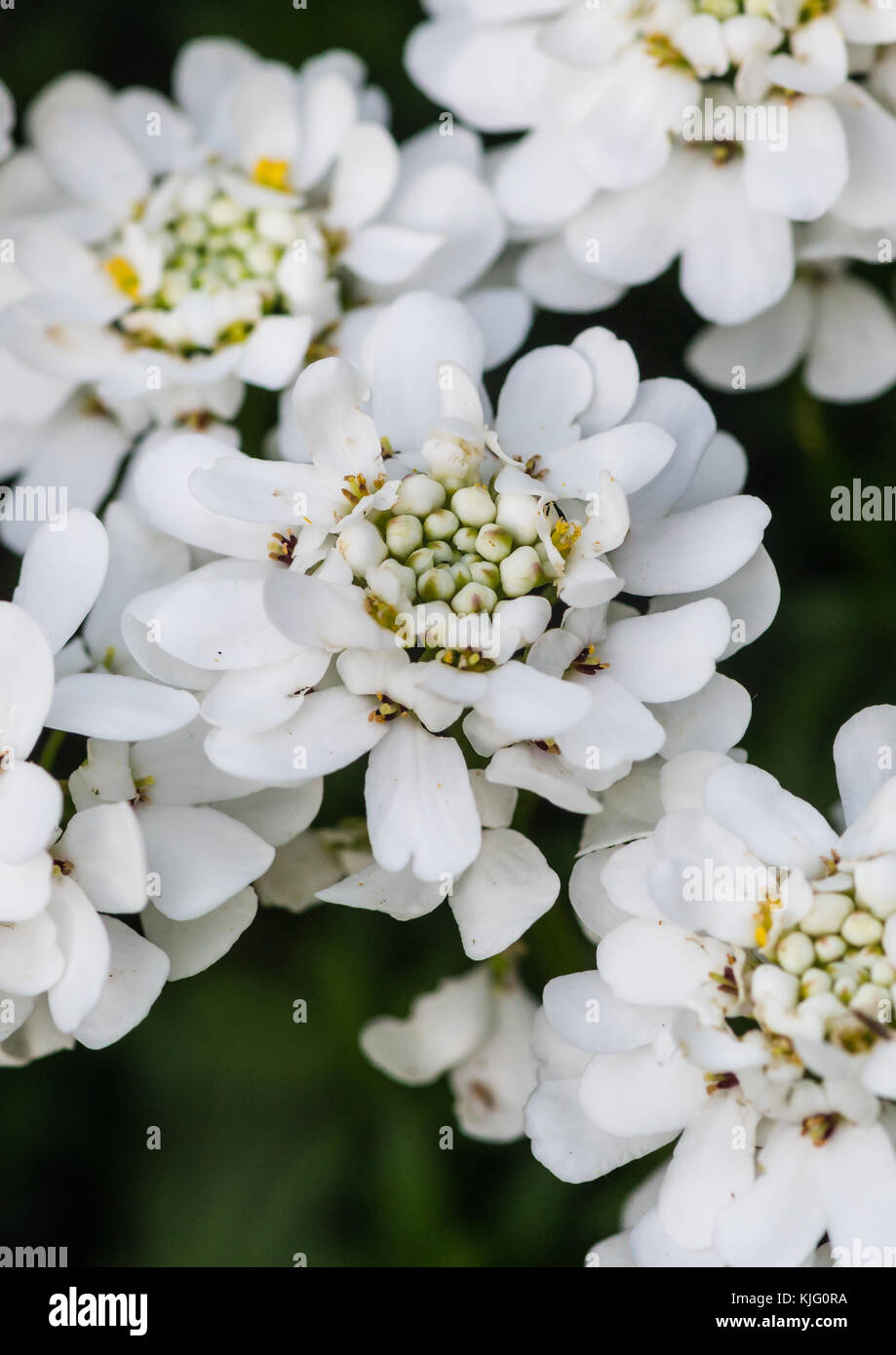White candytuft hi-res stock photography and images - Alamy