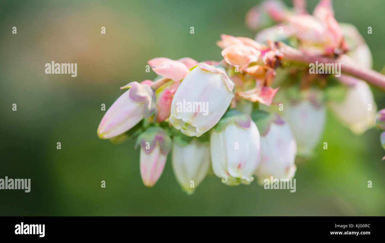 Blueberry Blossom Stock Photos & Blueberry Blossom Stock Images - Alamy