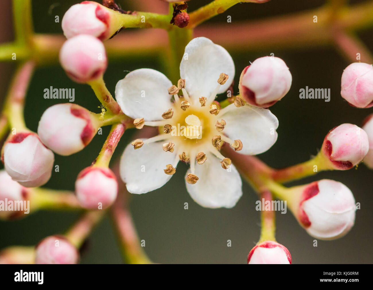 Photinia fraseri red robin hi-res stock photography and images - Alamy
