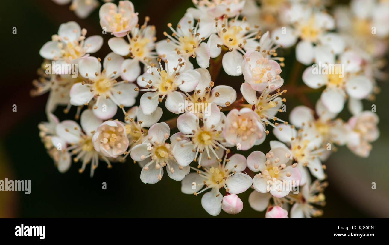 Photinia red robin bush hi-res stock photography and images - Alamy