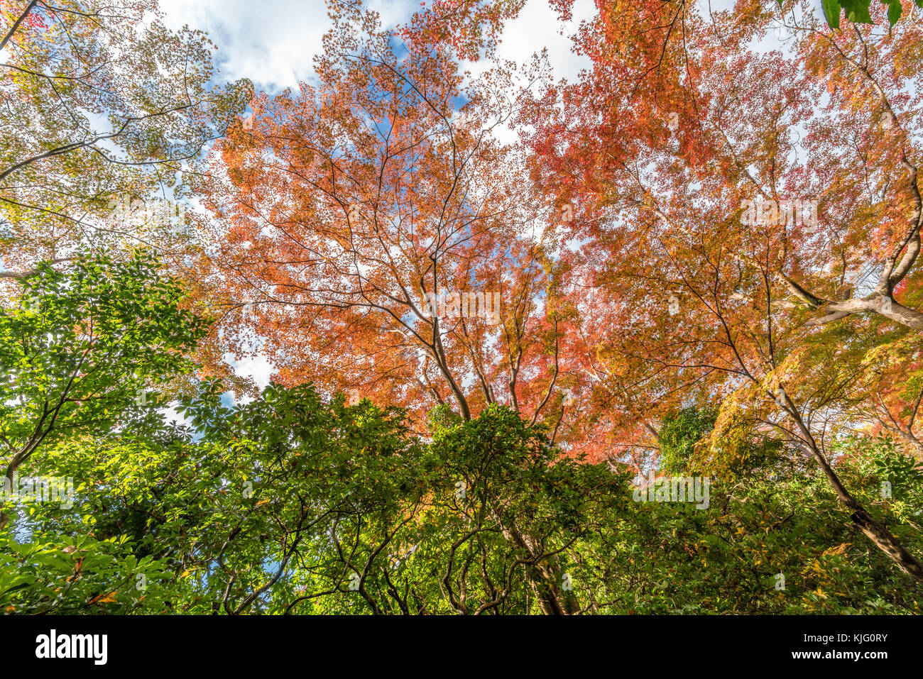 Momiji (Maple tree) Autnum leaves landscape near Ruriko-in Komyo-ji ...