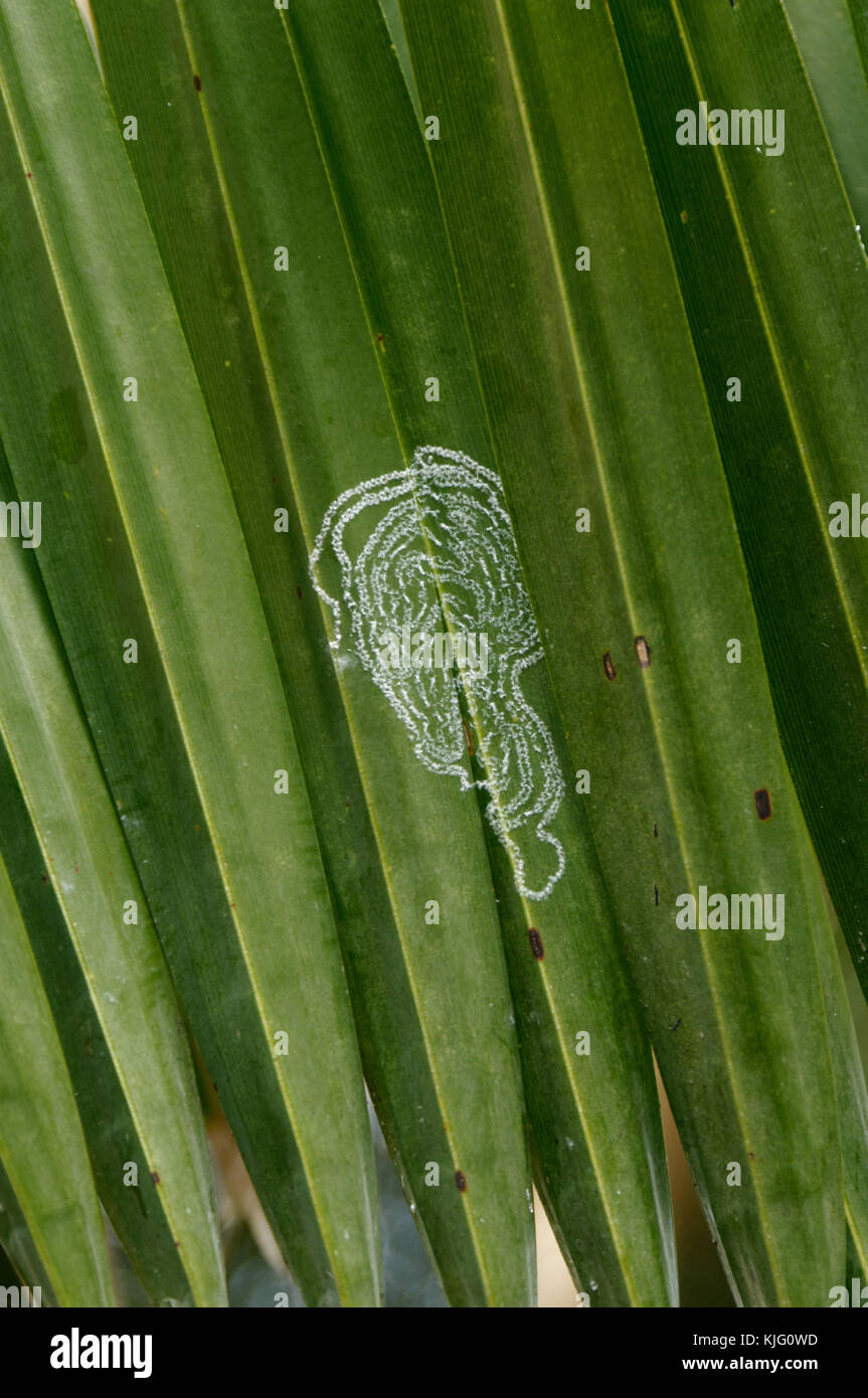 leaf miner insect living and burrowing under the surface of a leave ...