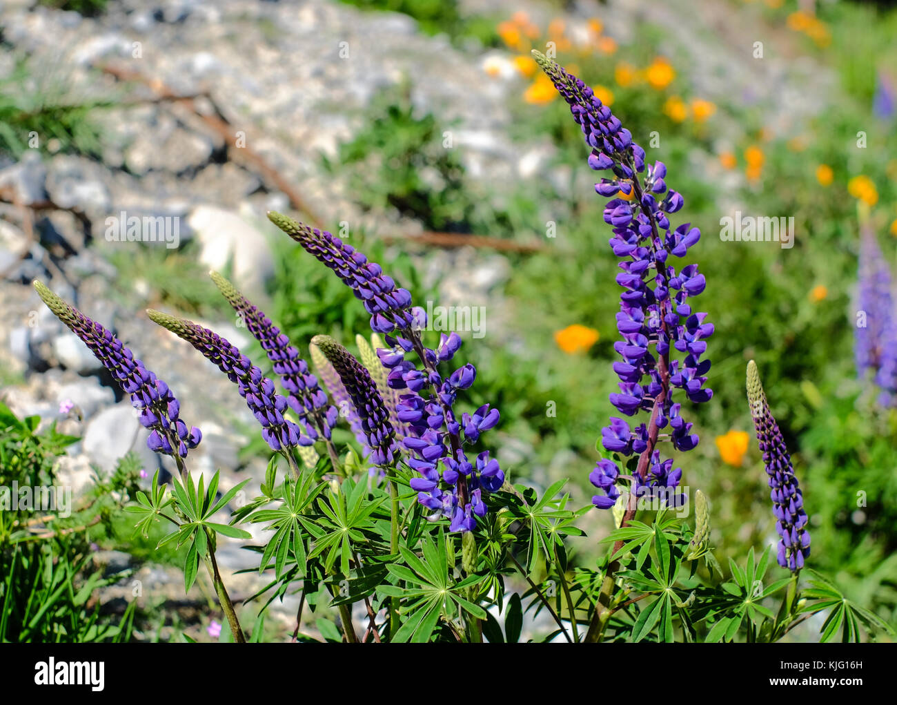Lupin leaf lupinus polyphyllus russell lupin hi-res stock photography ...