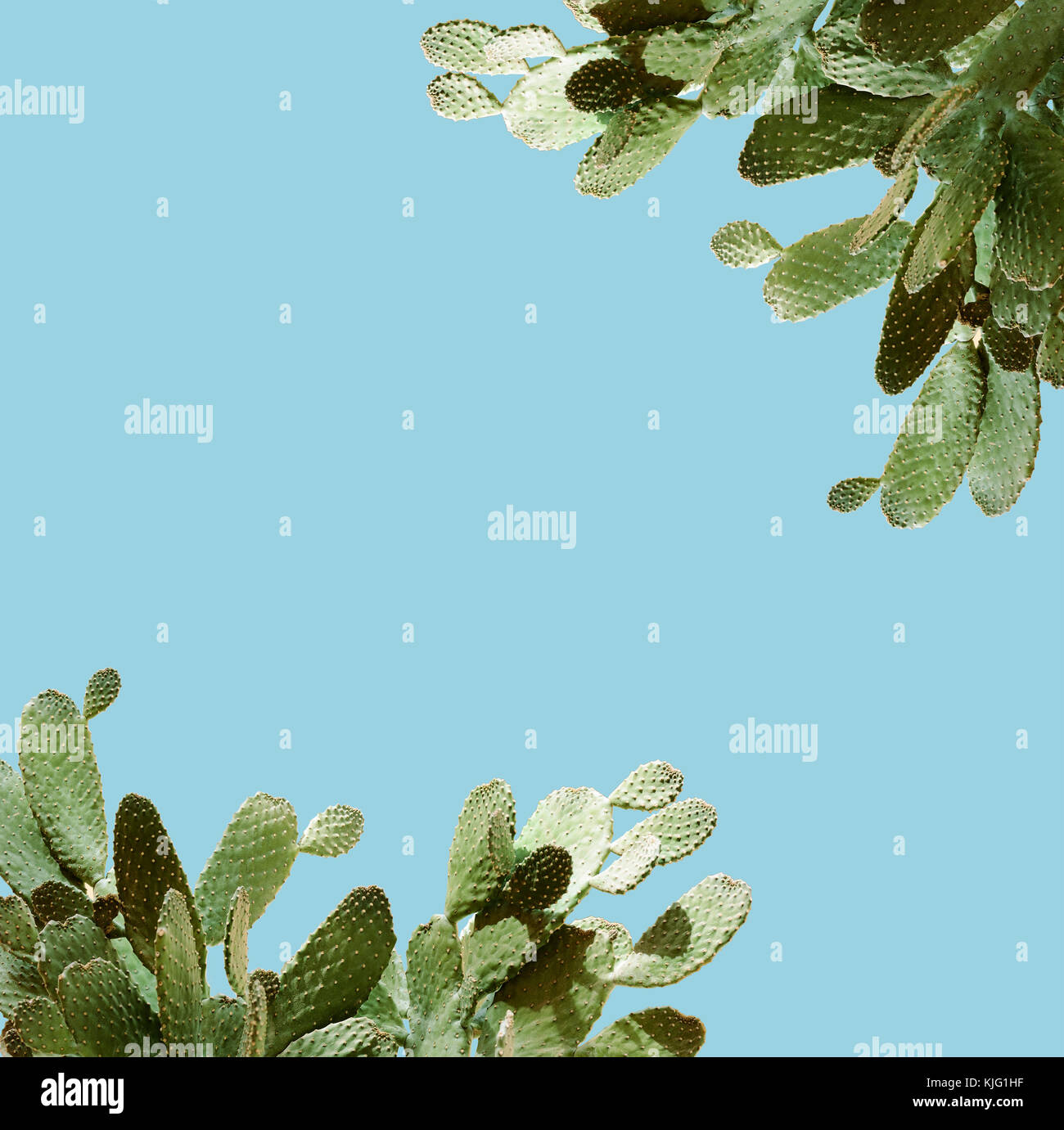 Opuntia cactus. Creative layout. Minimal style still life Stock Photo ...
