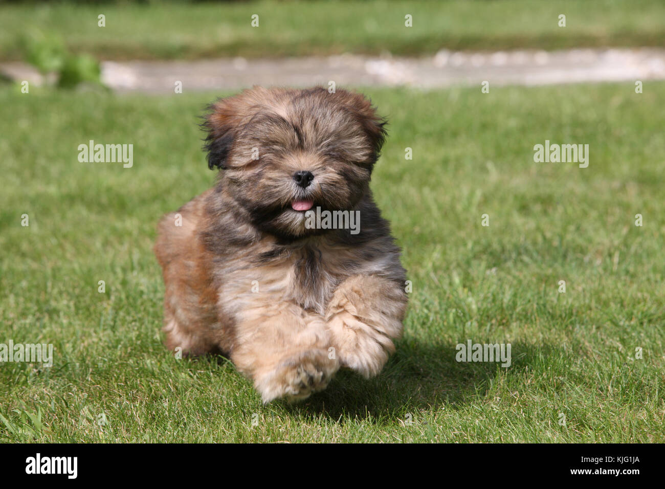 Lhasa Apso Puppy High Resolution Stock Photography and Images - Alamy