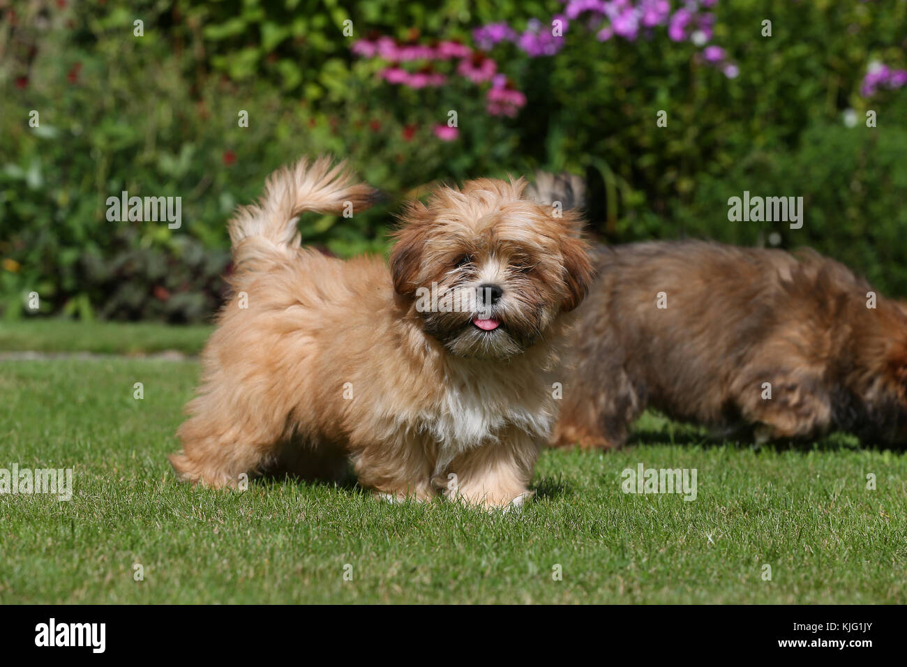 Lhasa Apso Puppy High Resolution Stock Photography and Images - Alamy