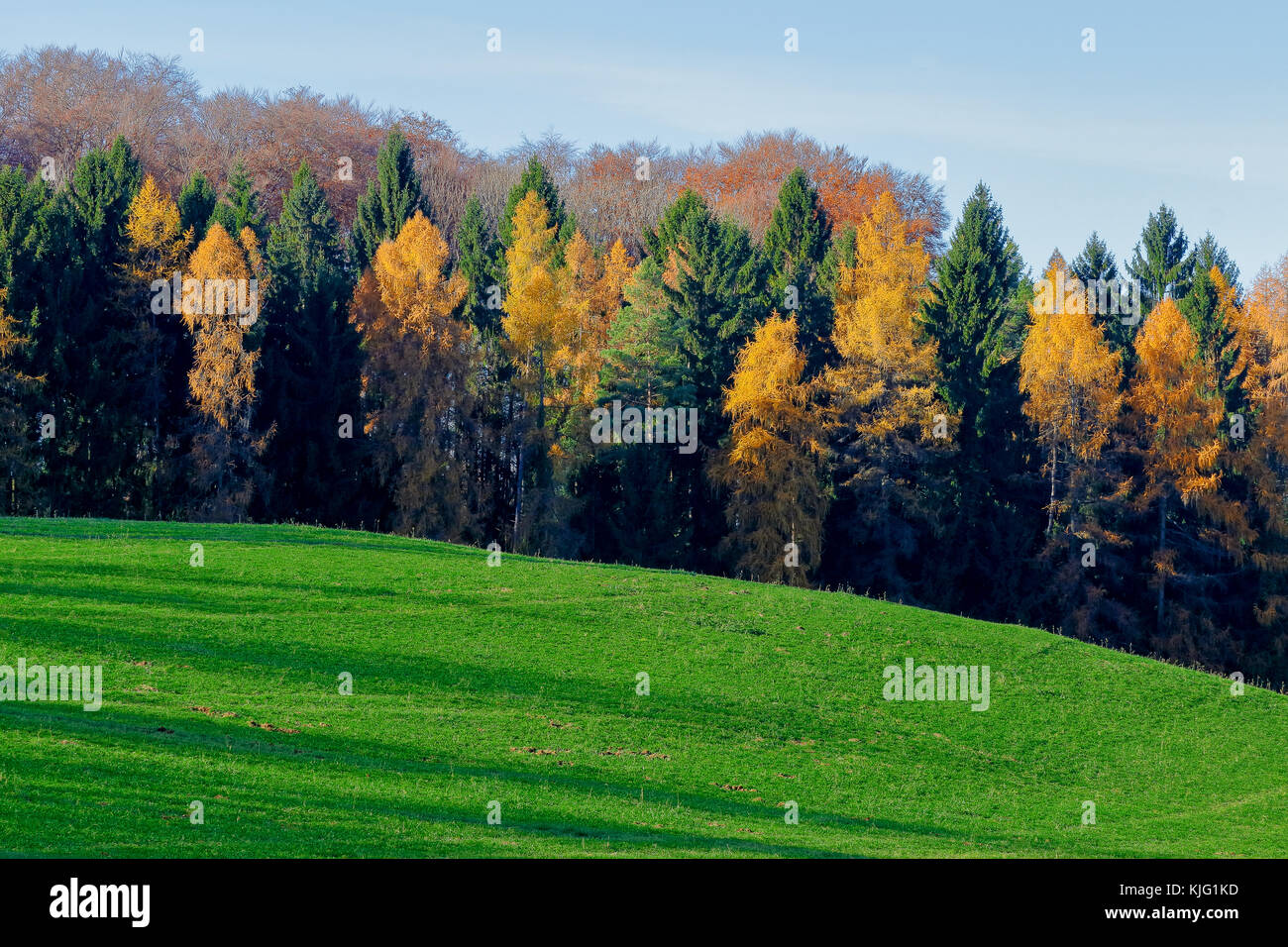 Beautiful Fall Colors of Black Forest, Switzerland Stock Photo - Alamy