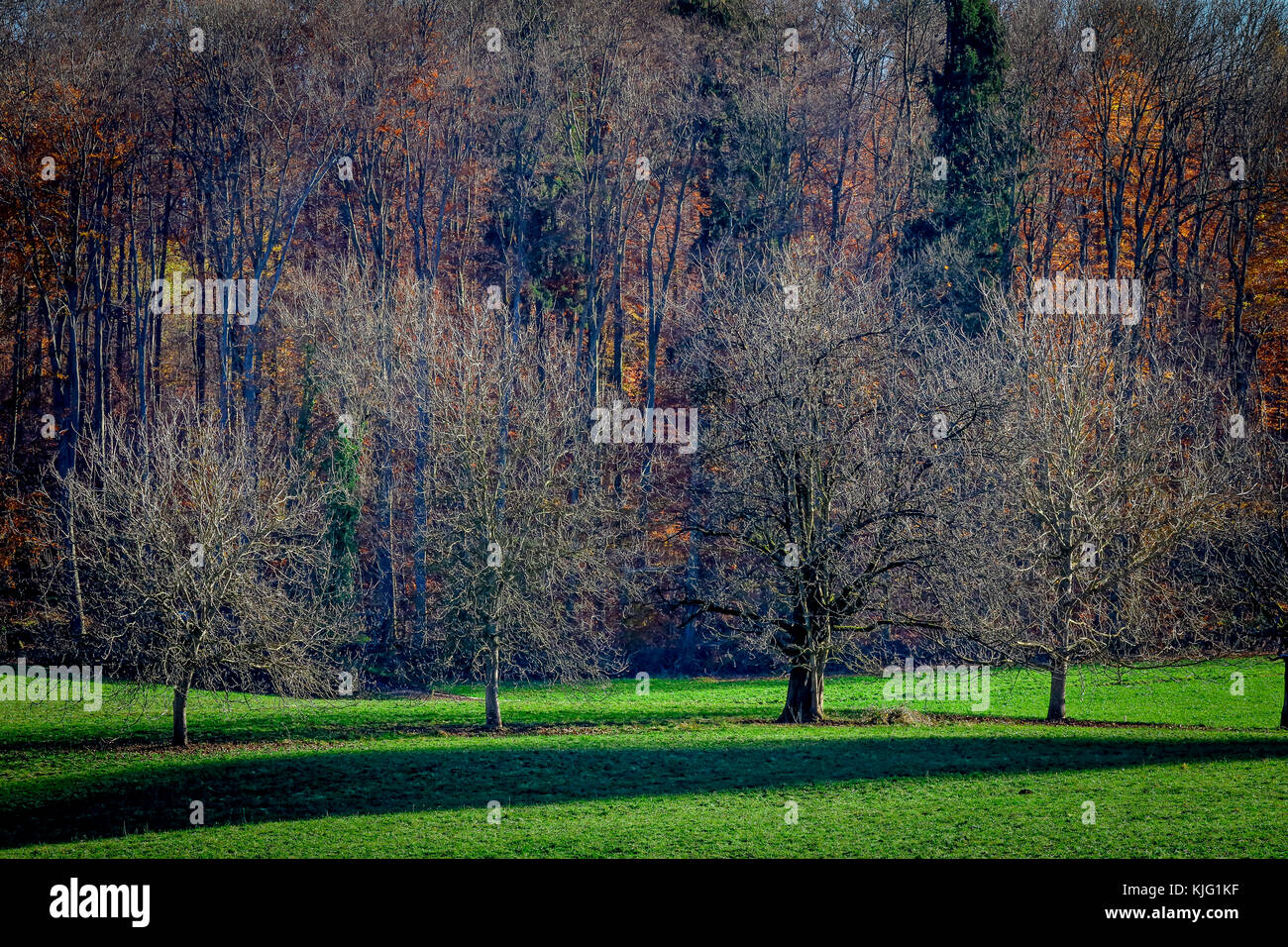 Beautiful Fall Colors of Black Forest, Switzerland Stock Photo - Alamy