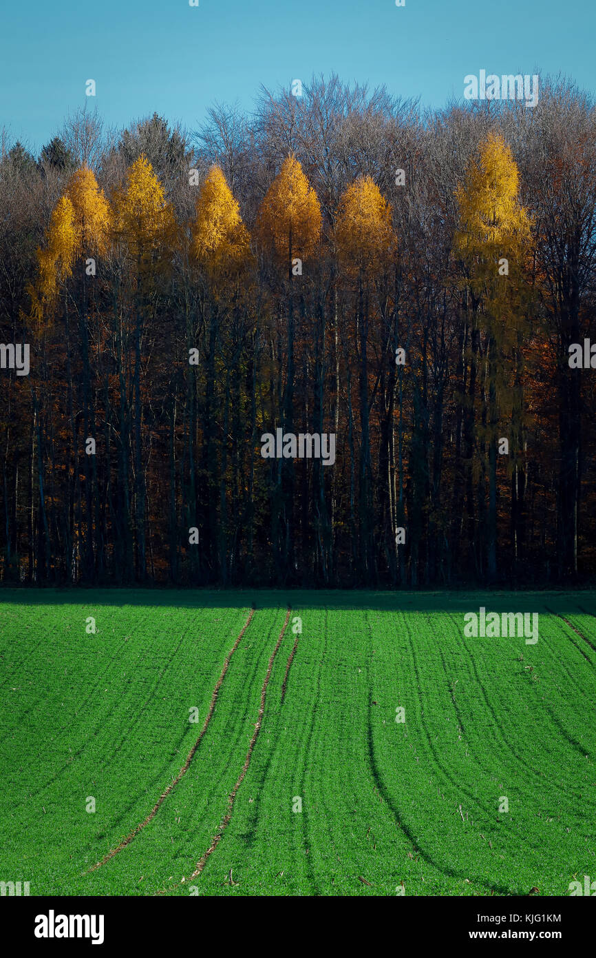 Beautiful Fall Colors of Black Forest, Switzerland Stock Photo - Alamy