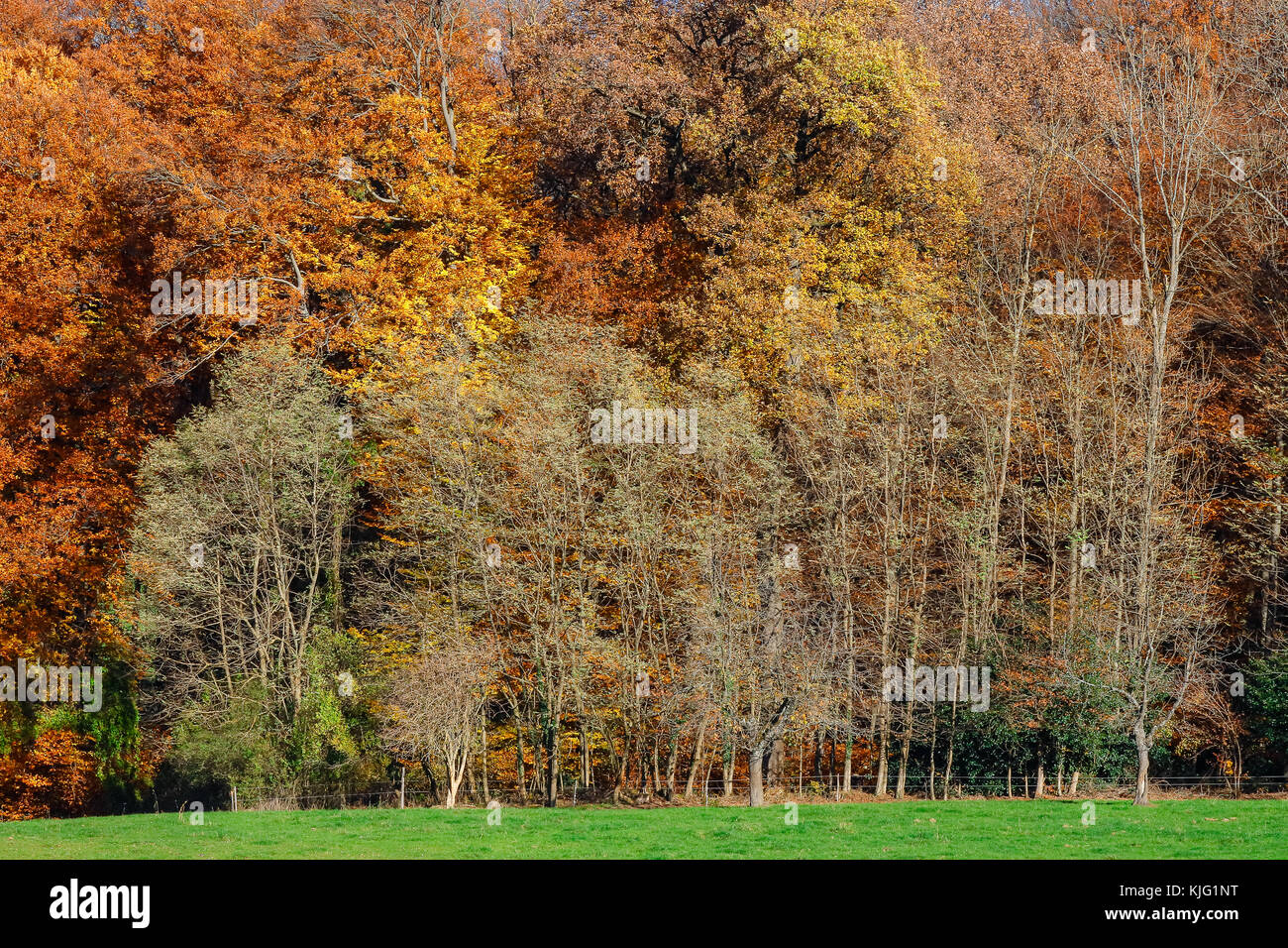 Beautiful Fall Colors of Black Forest, Switzerland Stock Photo - Alamy