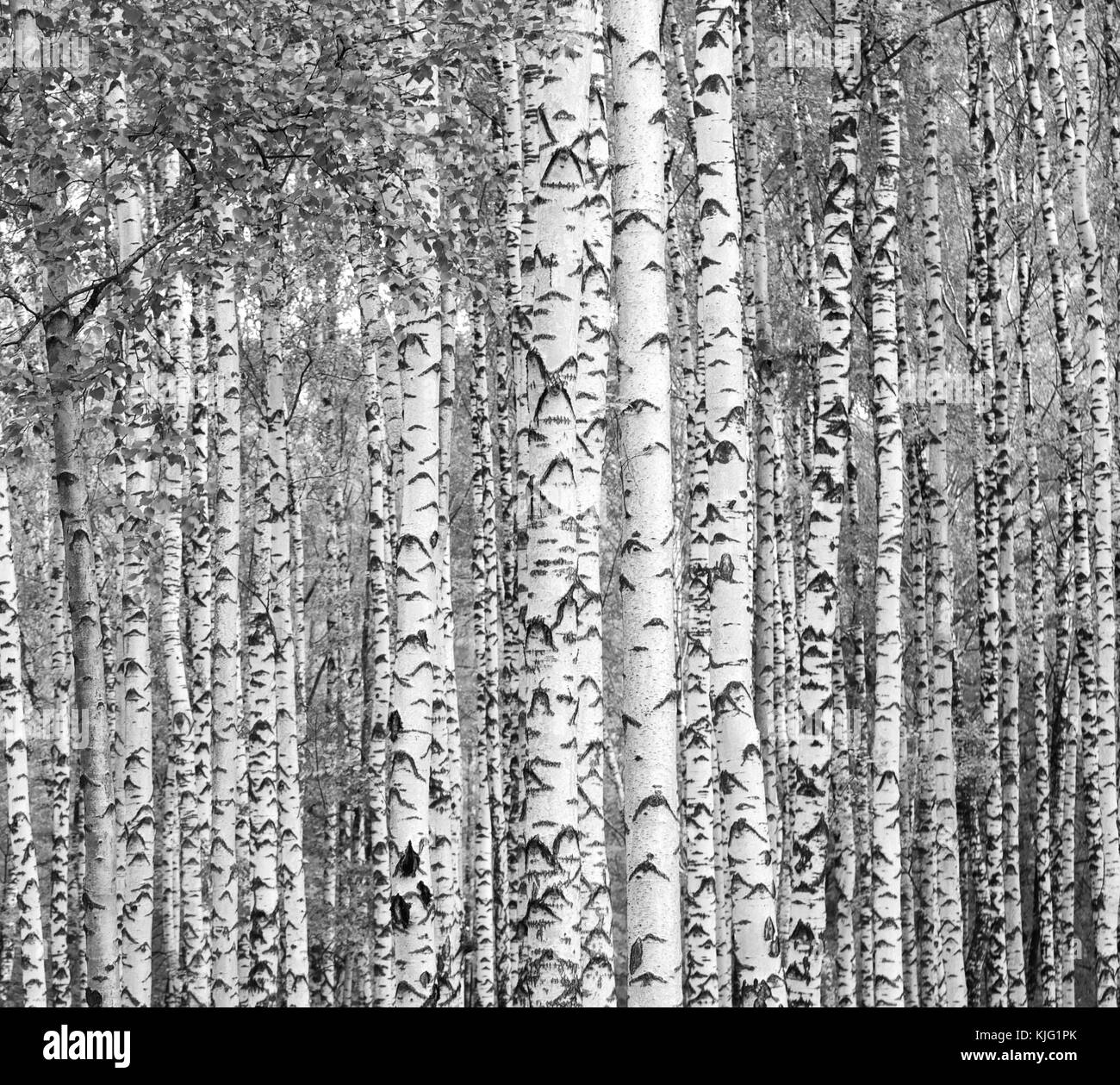 Birch trees black and white Stock Photo - Alamy