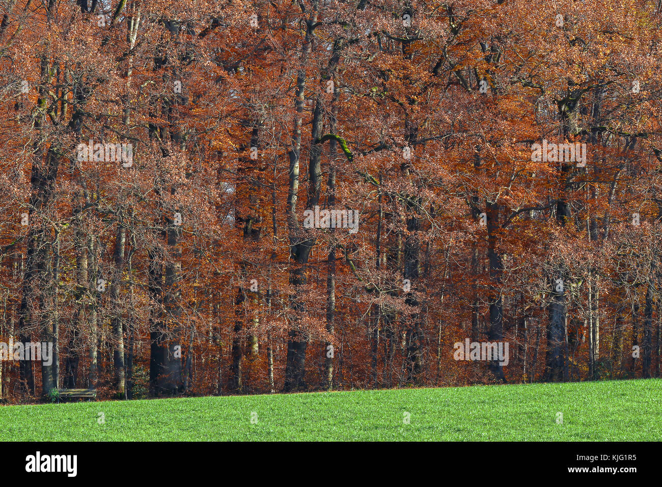 Beautiful Fall Colors of Black Forest, Switzerland Stock Photo - Alamy