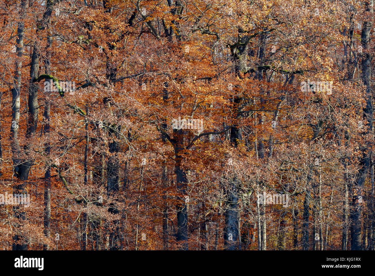 Beautiful Fall Colors of Black Forest, Switzerland Stock Photo - Alamy