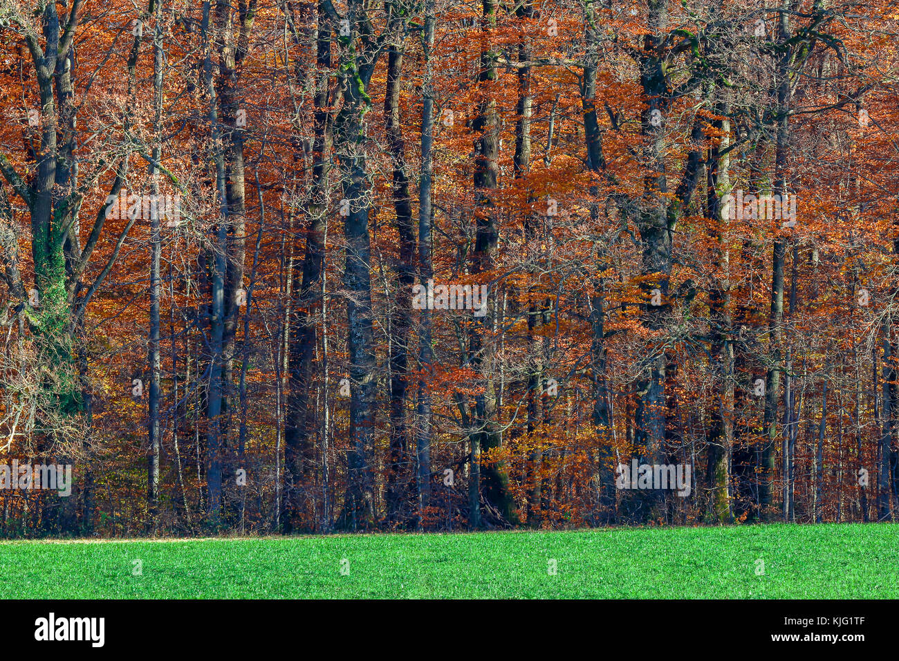 Beautiful Fall Colors of Black Forest, Switzerland Stock Photo - Alamy
