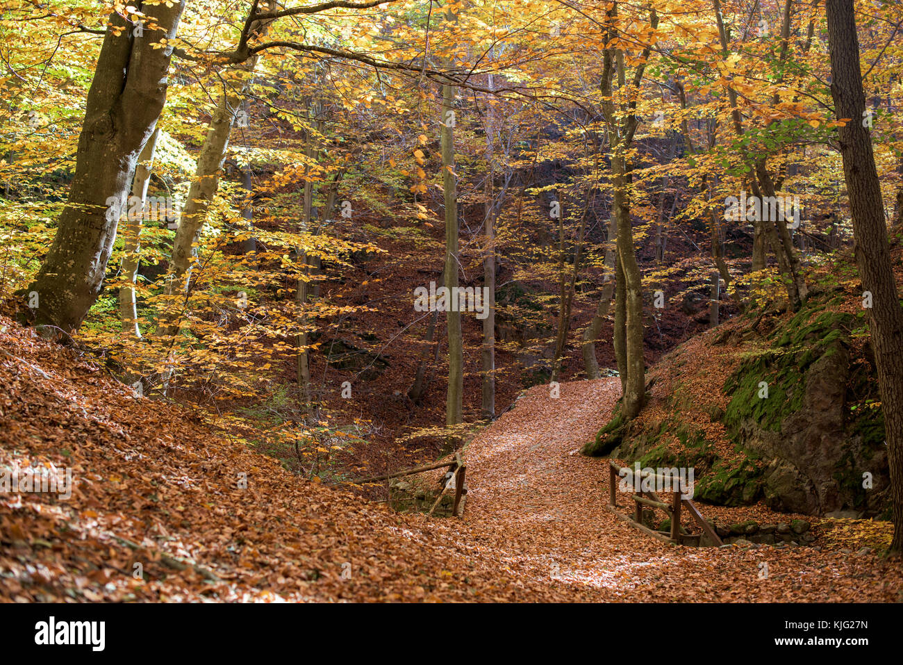 Autumn Walk Trees Path