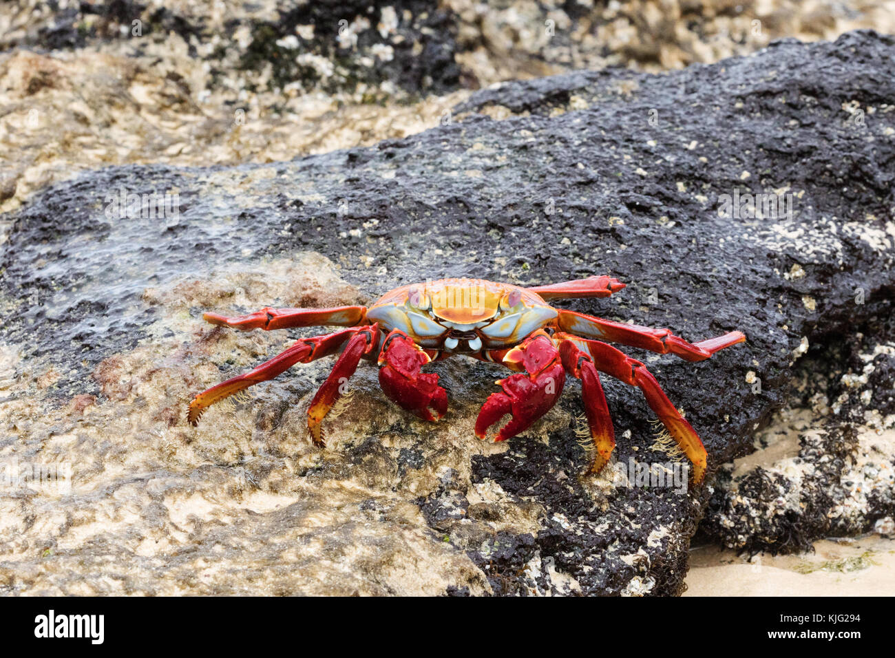 Sally Lightfoot crab, ( Grapsus grapsus ), also known as Red rock crab ...