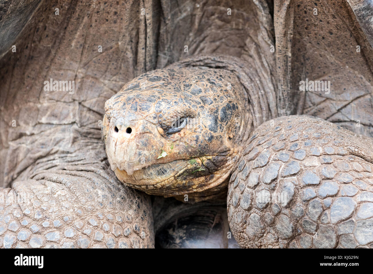 Galapagos tortoise ( Chelonoidis nigra )- Giant tortoise close up of ...