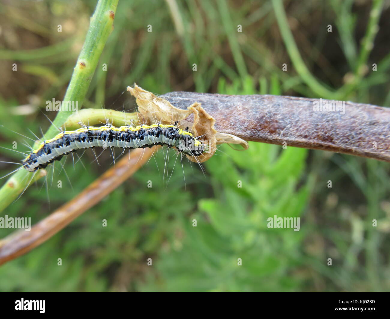 Bruco hi-res stock photography and images - Alamy