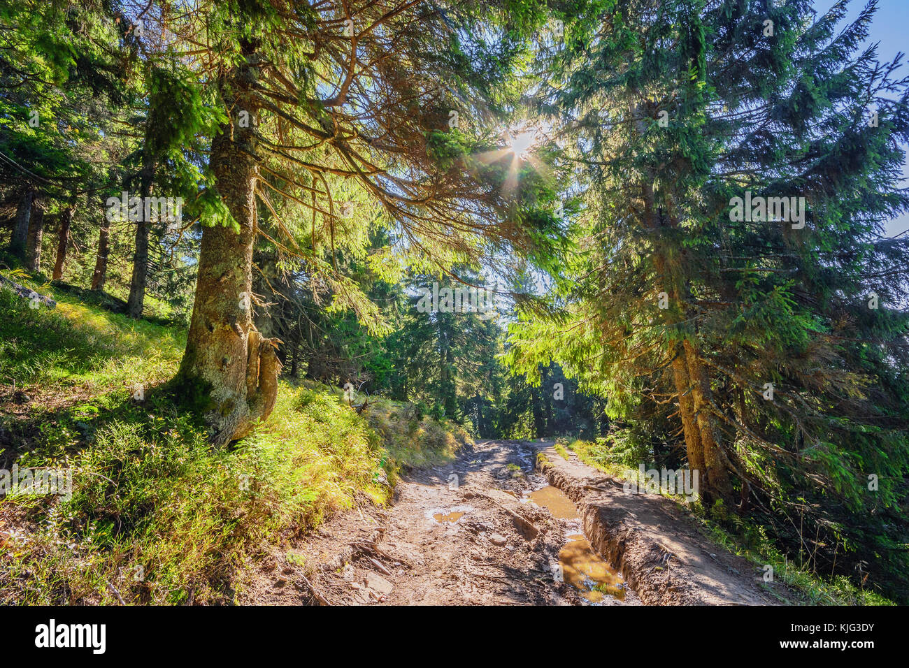 Old pine forest hi-res stock photography and images - Alamy