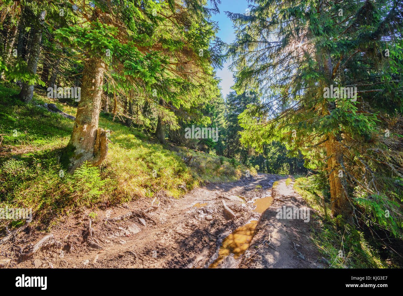 Old pine forest hi-res stock photography and images - Alamy