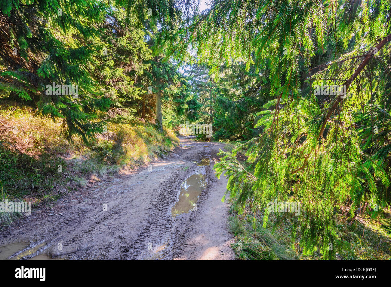 Old pine forest hi-res stock photography and images - Alamy