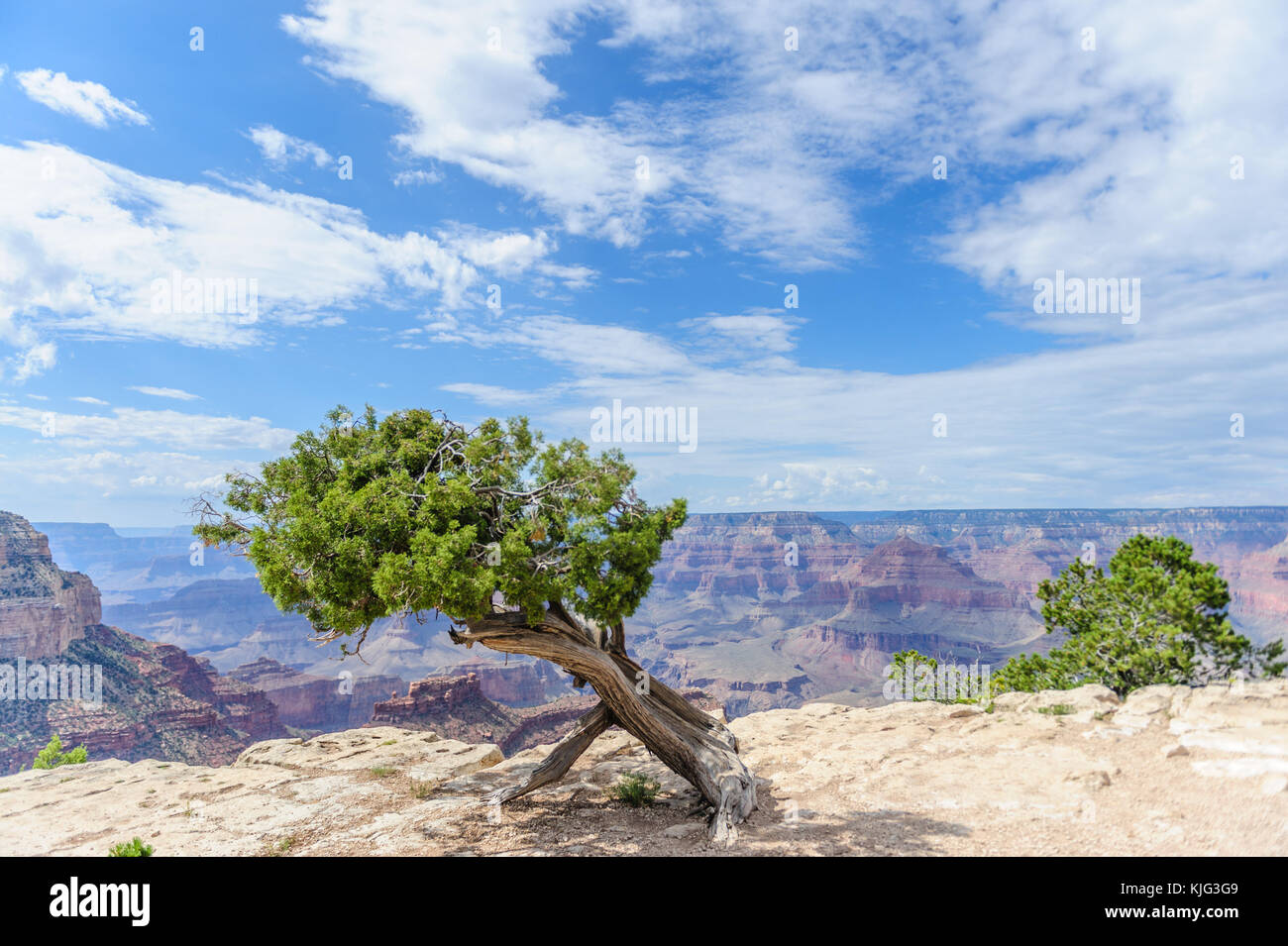 Tree on the Grand Canyon Rim Stock Photo - Alamy