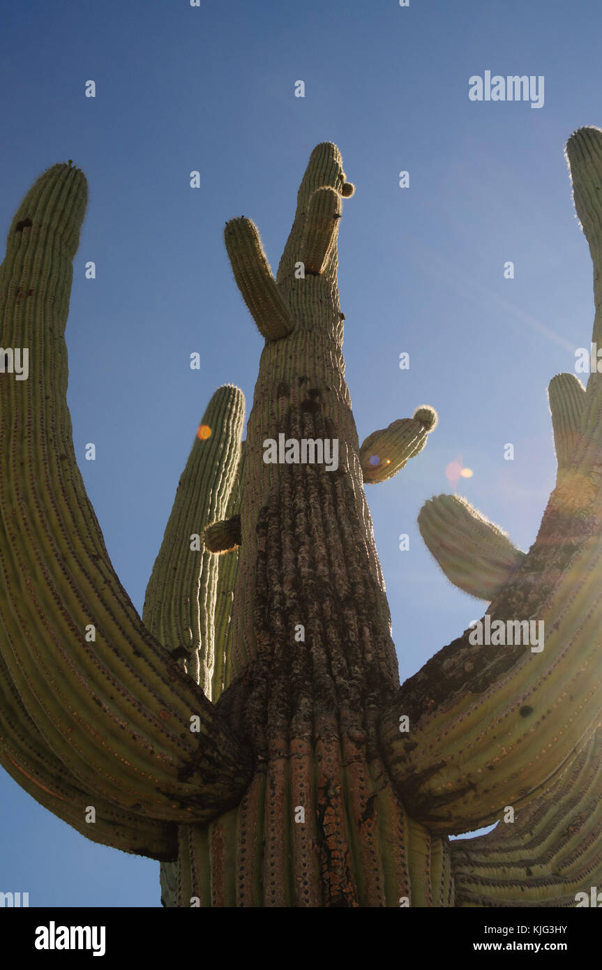Giant Saguaro in Southern Arizona Stock Photo - Alamy