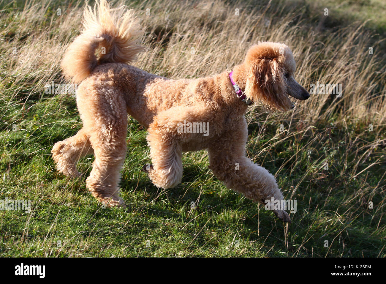 Dog trotting hi-res stock photography and images - Alamy