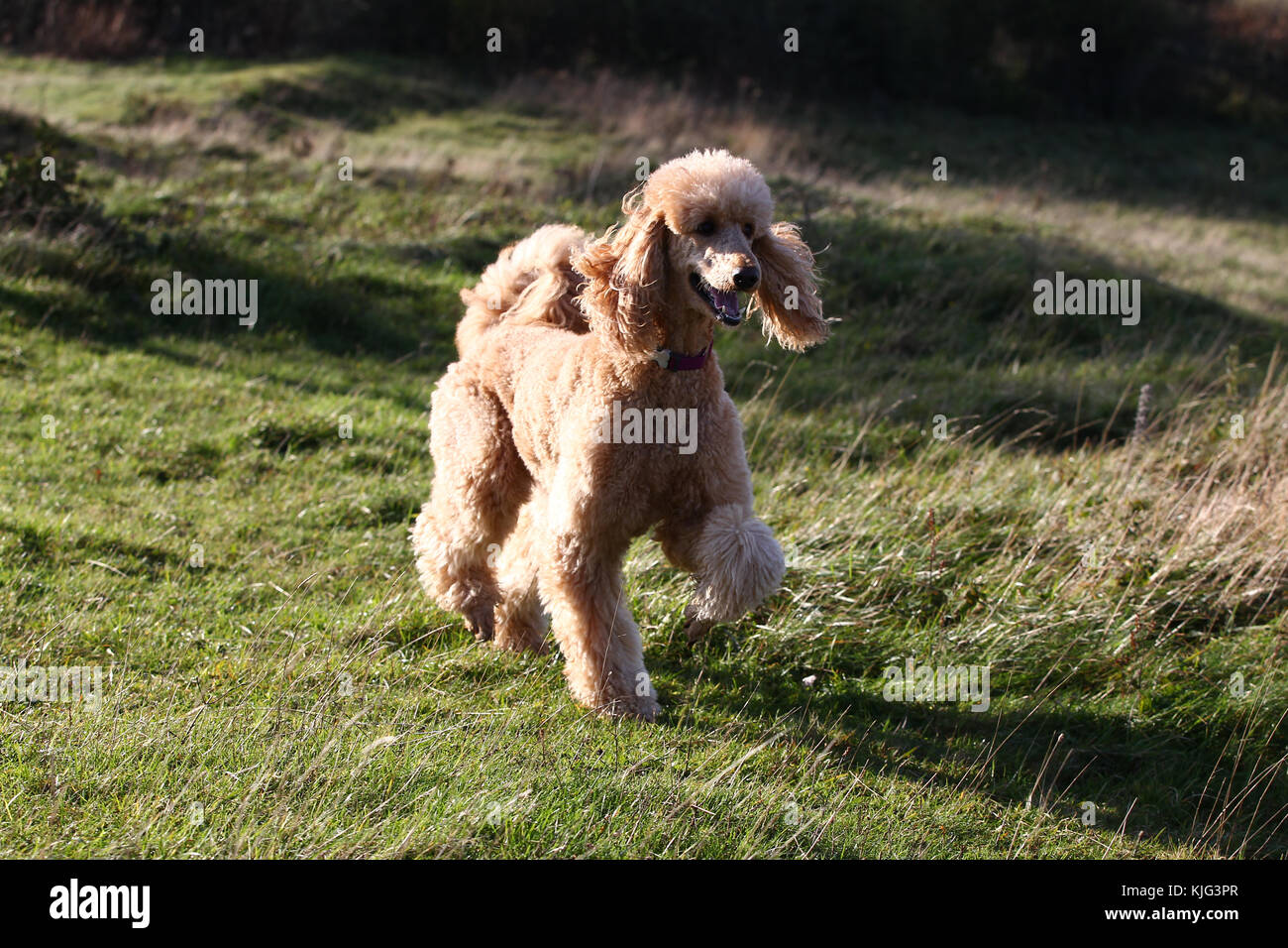 Poodle dog back hi-res stock photography and images - Alamy