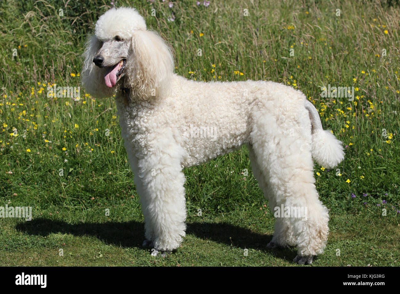 Standard white poodle hi-res stock photography and images - Alamy