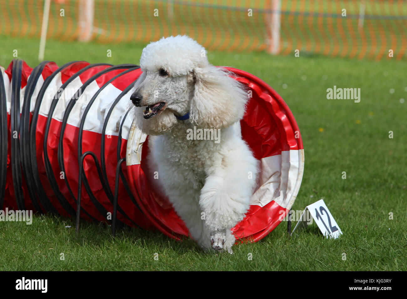 Are Poodles Good For Agility