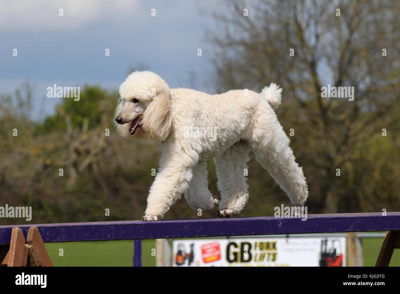 Standard Poodle Agility High Resolution Stock Photography and Images ...