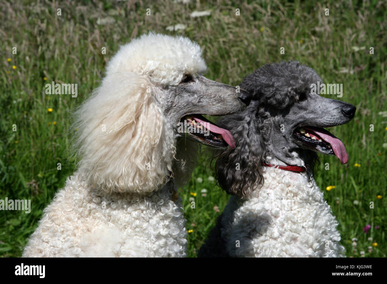 Dogs 2 dogs hi-res stock photography and images - Alamy