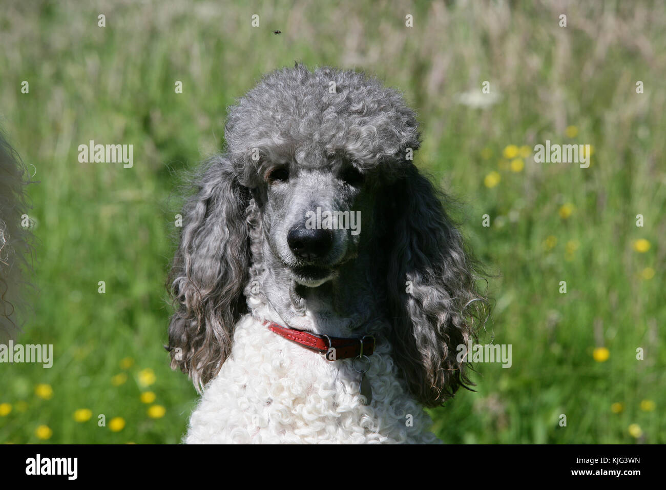 Poodle headshot hi-res stock photography and images - Alamy