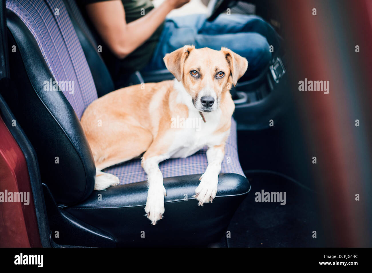Dog on passenger seat hi-res stock photography and images - Alamy
