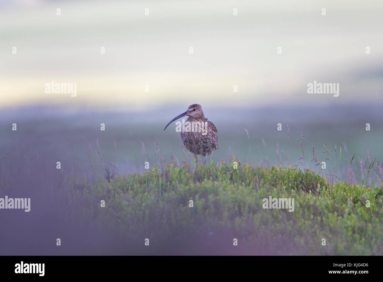 Curlew Numenius Arquata sitting on a tussock in heather moorland in ...
