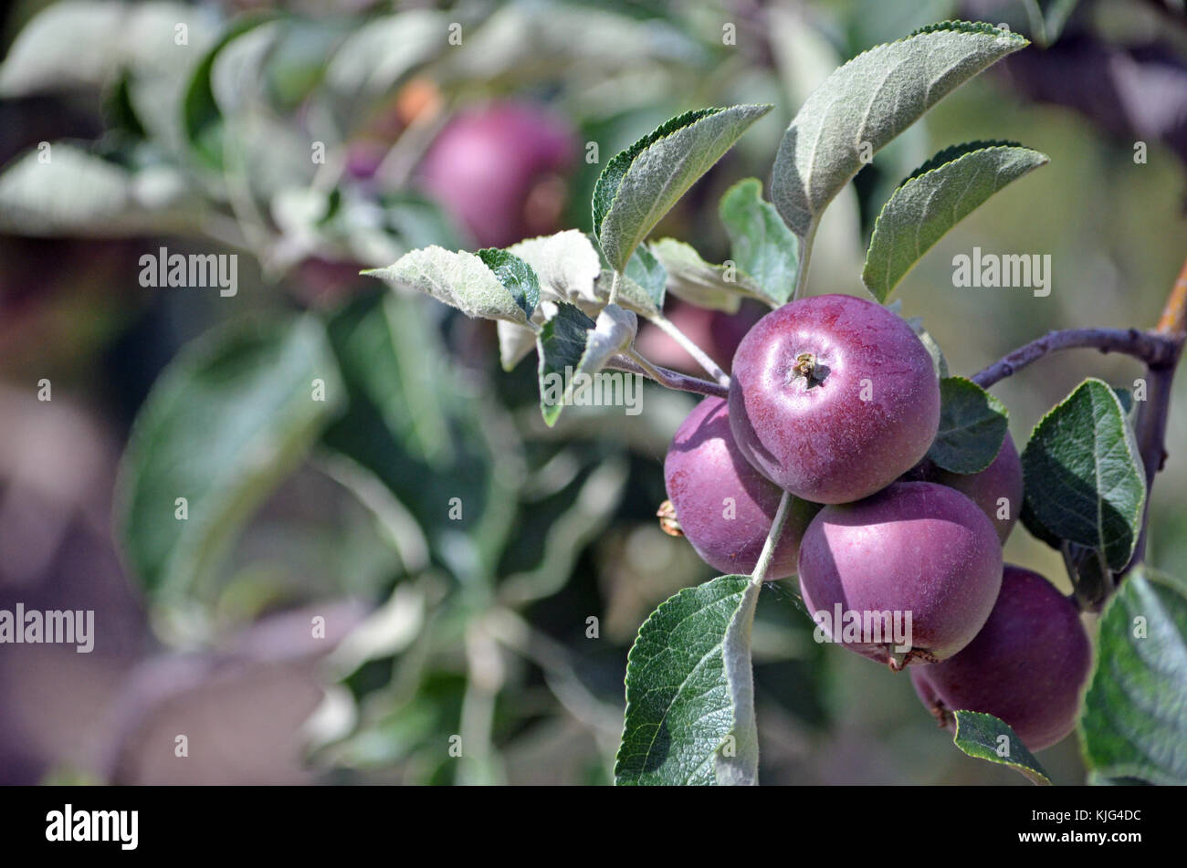 Purple summer apples growing in an orchard in the city of Orange, NSW ...