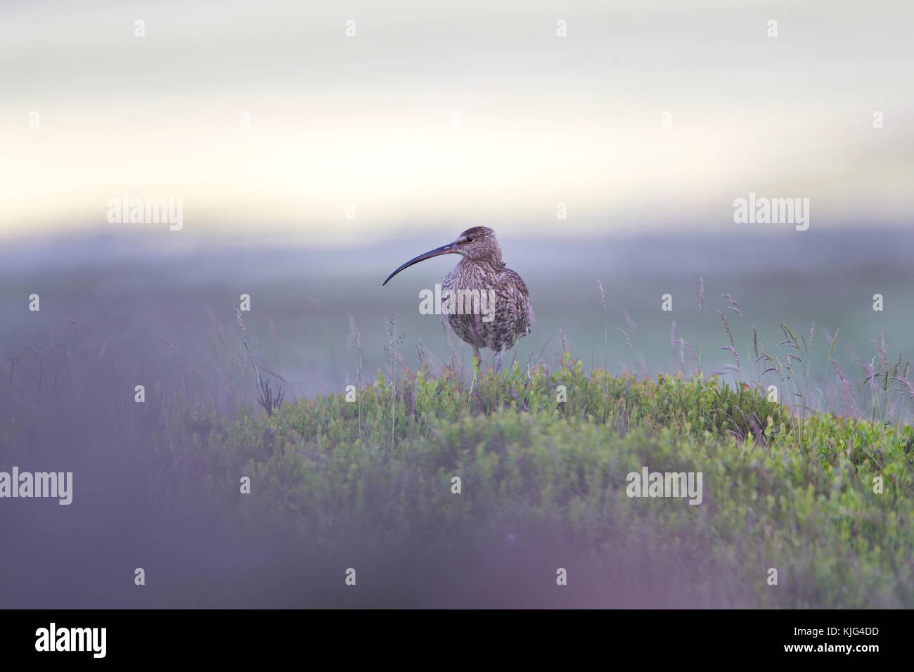 Curlew Numenius Arquata sitting on a tussock in heather moorland in ...