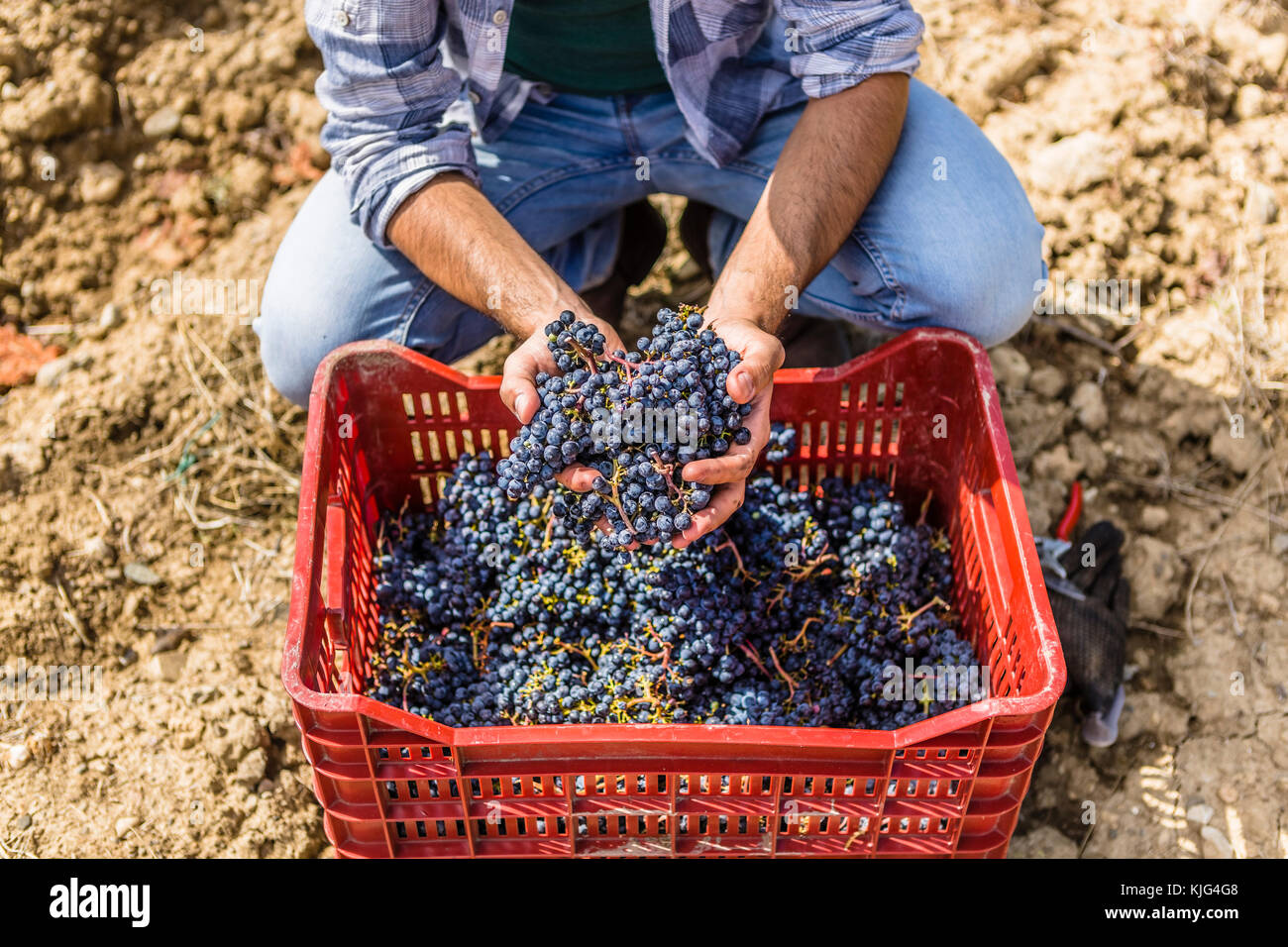 Man holding harvested grapes in a box Stock Photo - Alamy