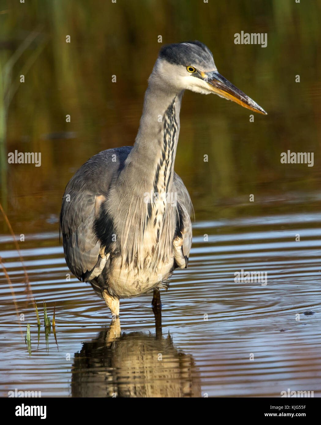 Heron at slimbridge hi-res stock photography and images - Alamy