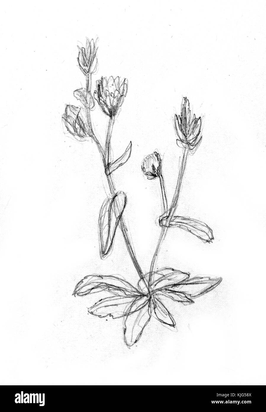 Pencil drawing, sketch Stock Photo - Alamy