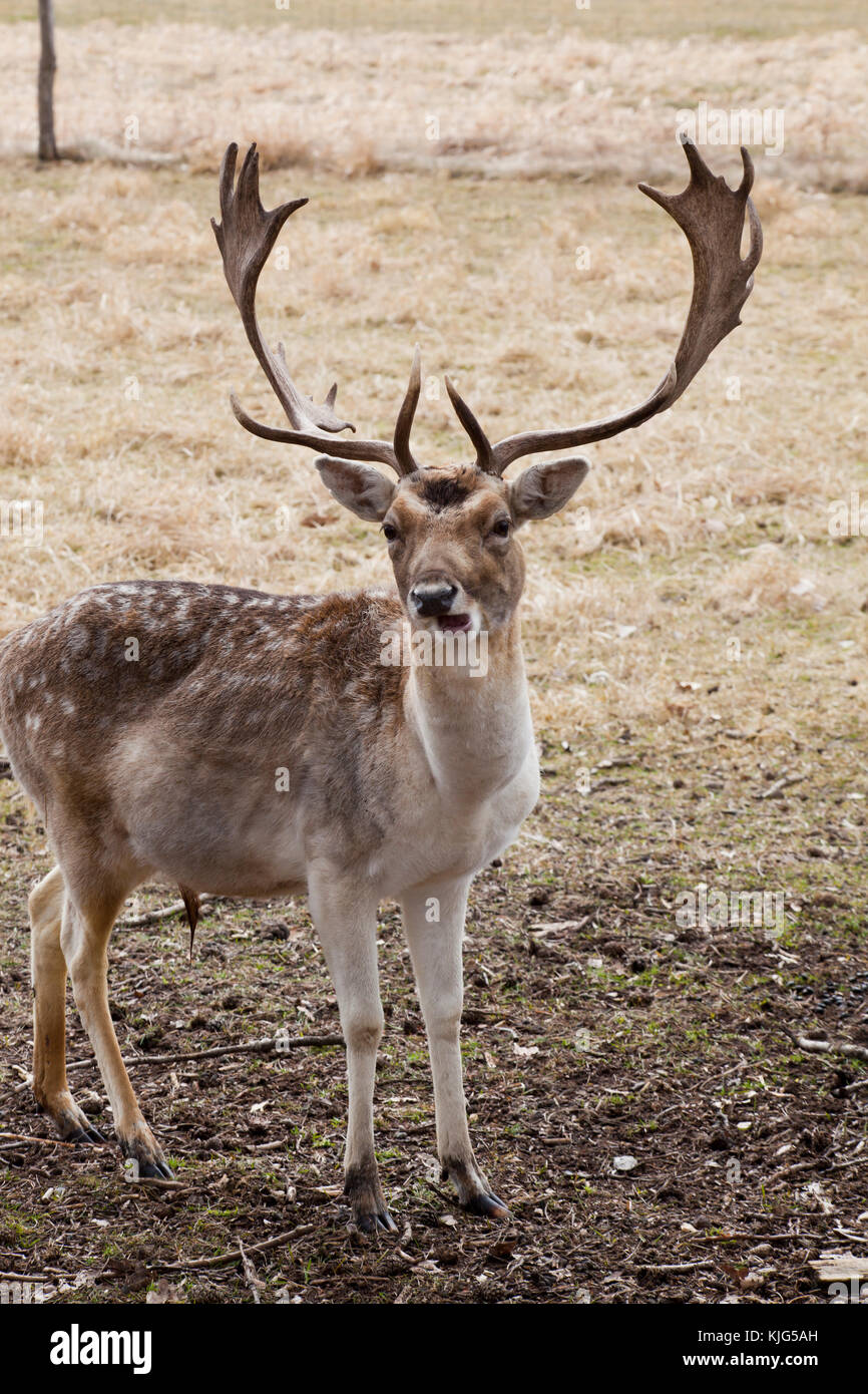 Fallow Deer on the meadow in the autumn Stock Photo - Alamy