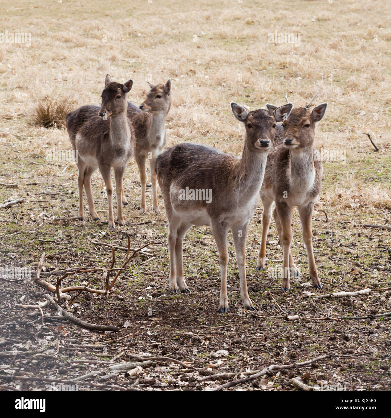 Fallow Deer on the meadow in the autumn Stock Photo - Alamy