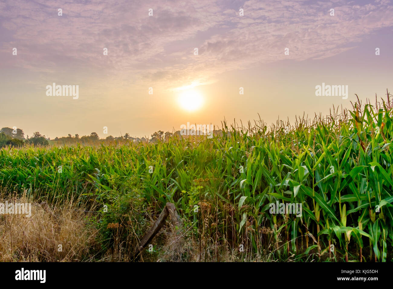 Corn maize harvest france hi-res stock photography and images - Alamy