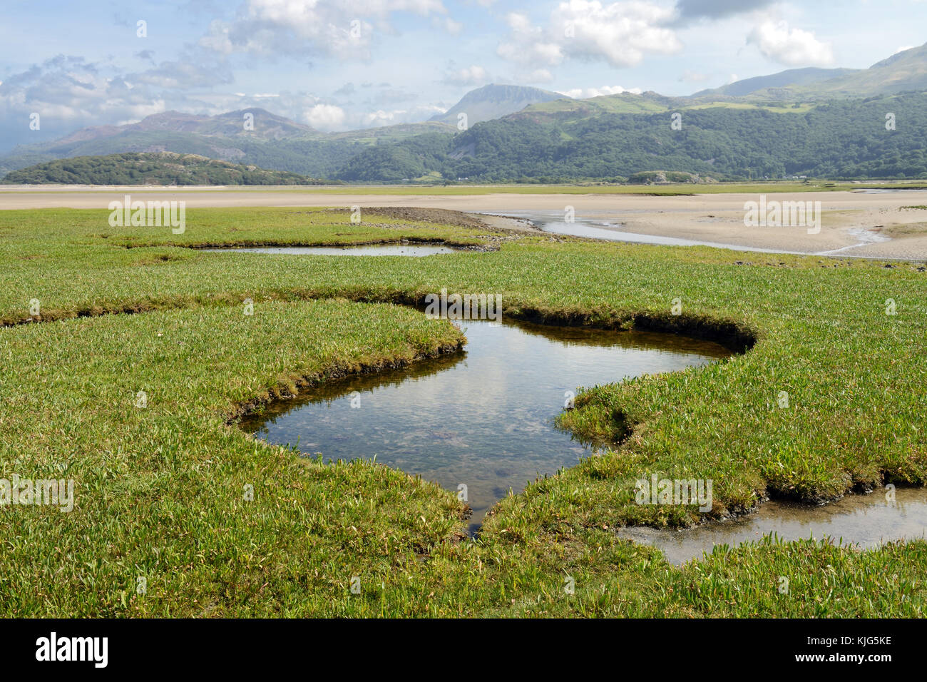 Salt Marshes And Estuaries