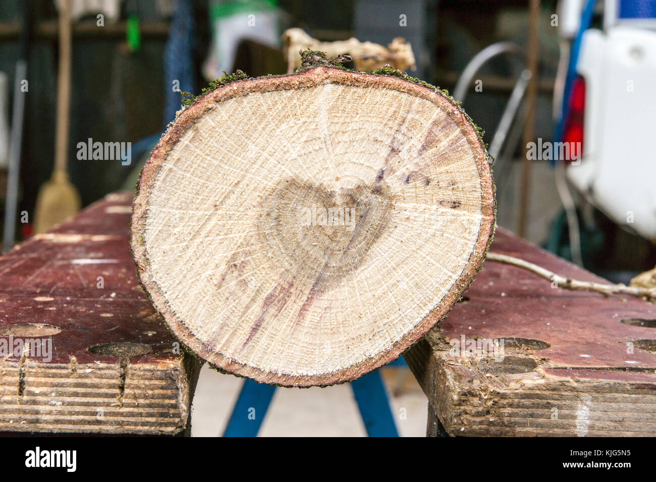 Sawn log hi-res stock photography and images - Alamy