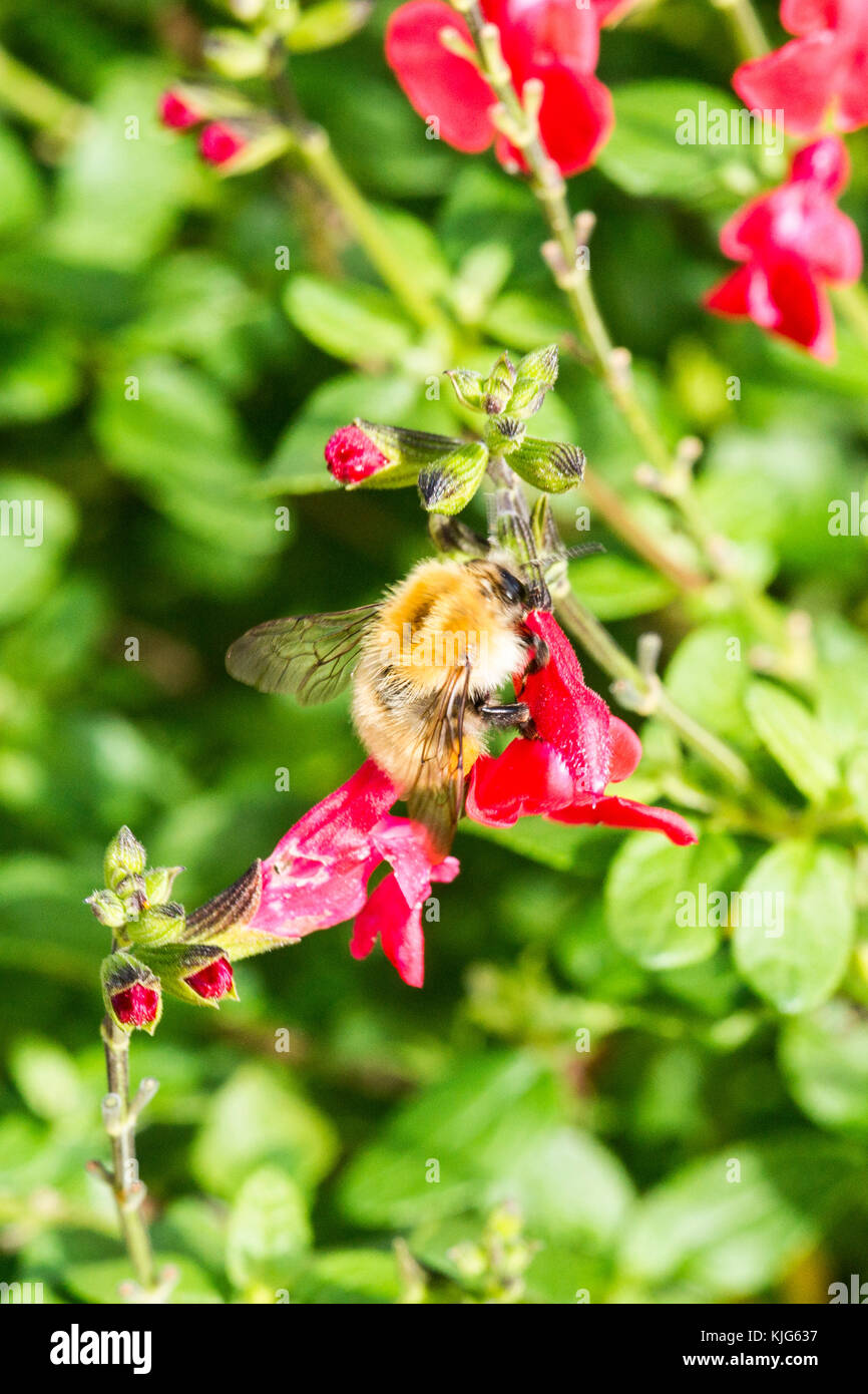 Bees on flowers Stock Photo - Alamy