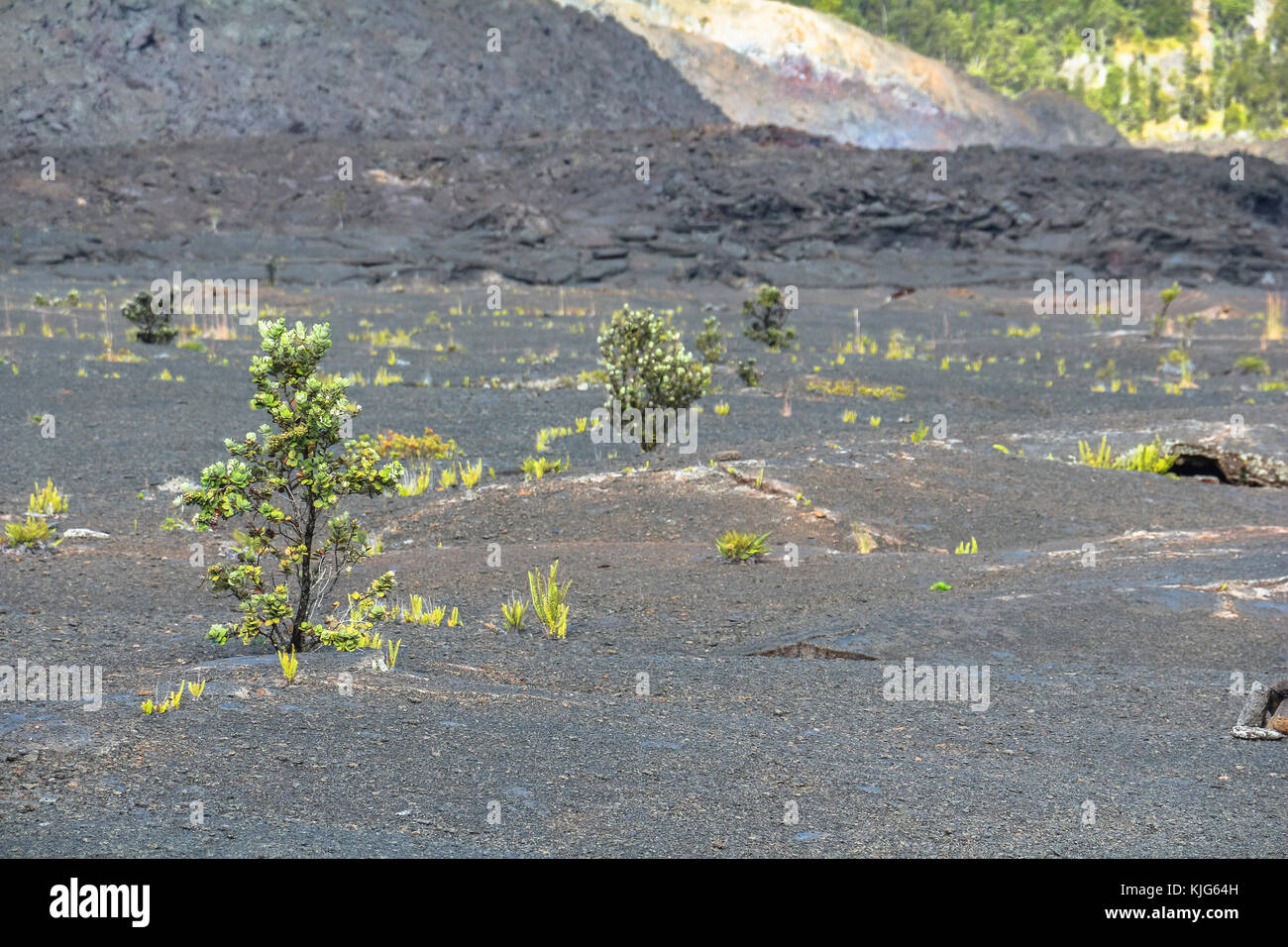 Walk on cold lava in Volcano National Park, Hawaii Stock Photo - Alamy